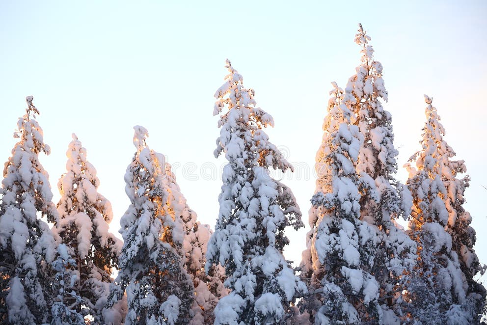 Row of Backlit Trees Covered in Snow Stock Image - Image of illuminated ...
