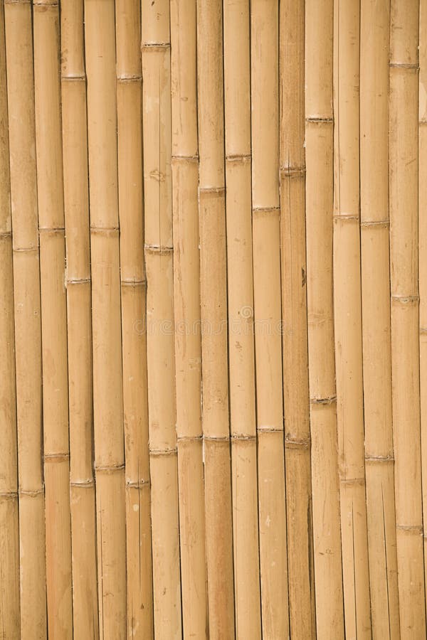 Bamboo poles. stock photo. Image of lines, fresh, leaves - 36398474