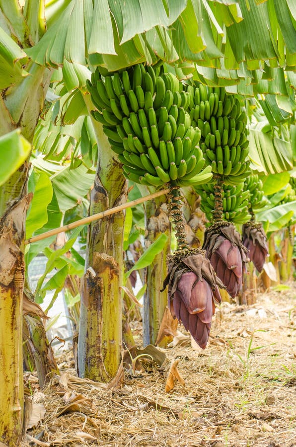 Row of banana trees. stock image. Image of field, outdoor - 71086865