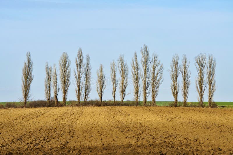Row of Bare Trees by the Field Stock Photo - Image of background, plant ...