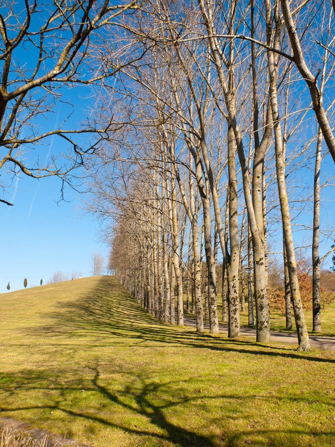 Row of Bare Trees and Their Shadows in the Park Stock Photo - Image of ...