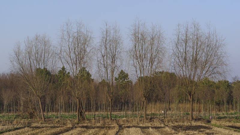 A row of bare willows stock image. Image of stand, willows - 171023151