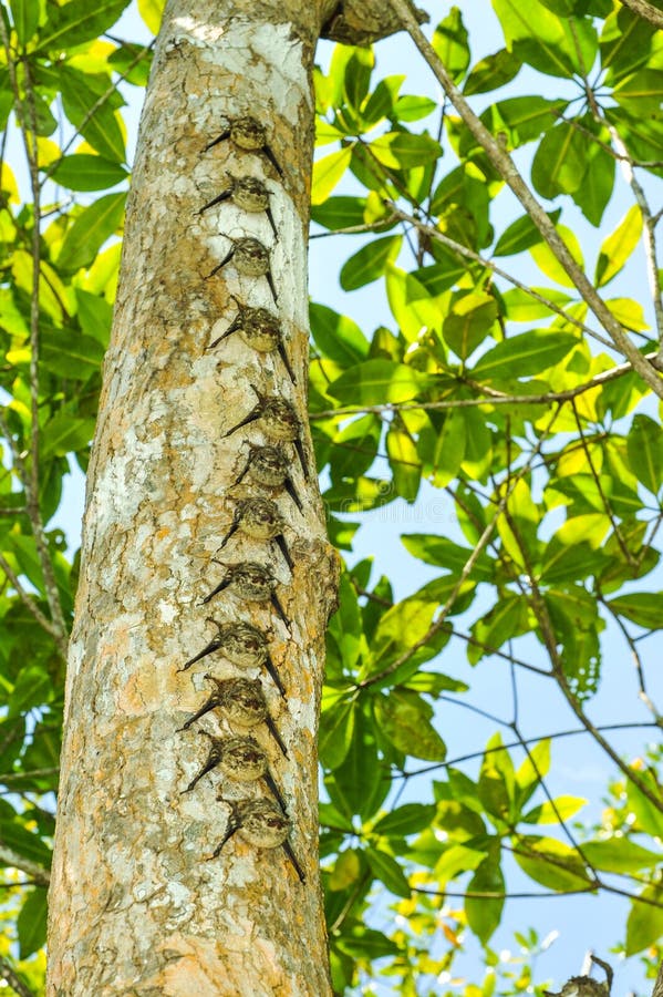 Row of Bats on Tree Trunk in Rainforest Stock Image - Image of manuel ...
