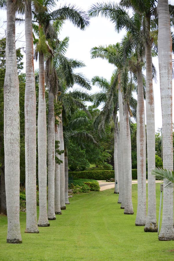 Row of Beautiful Palm Trees Stock Photo - Image of destination ...