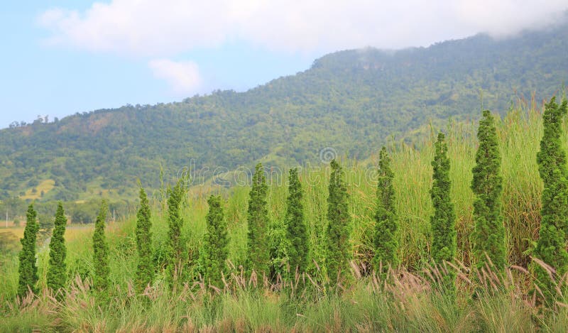 Row of Beautiful Pine Trees in Garden on Background of Mountains Stock ...