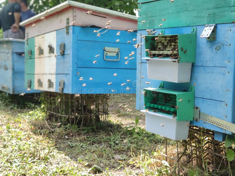 Row of Bee Hives while Collecting Pollen Stock Photo - Image of house ...