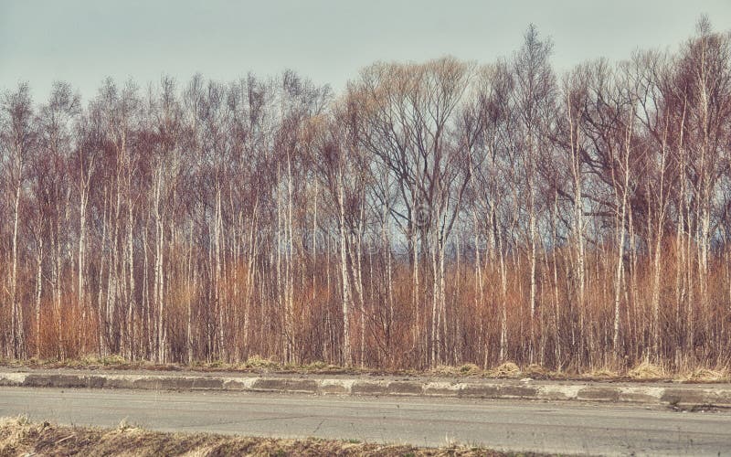 Row of Birch Saplings by a Road Stock Image - Image of empty ...