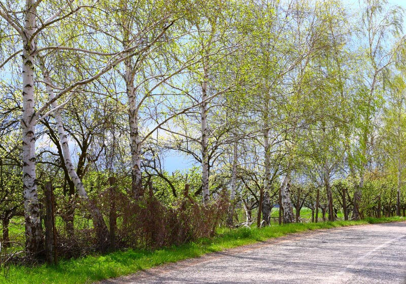 A Row of Birch Trees Along the Road. Saturated Green Nature in Spring ...