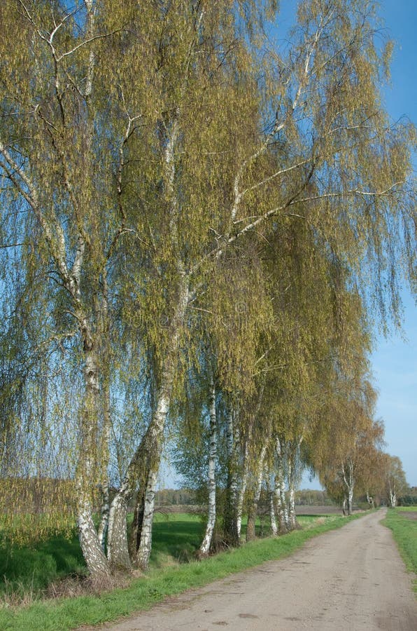 Row of birches in spring stock photo. Image of betula - 17250272