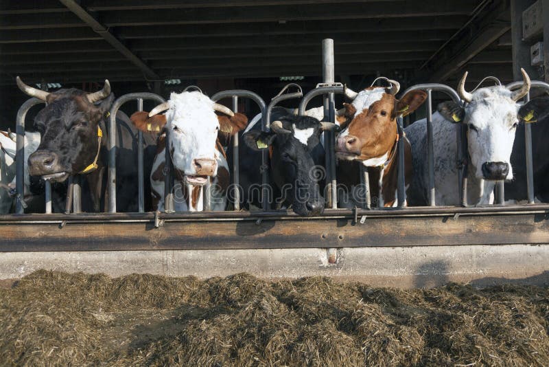 Row of Black and Red Holstein Cows in Half Open Stable Stock Photo ...