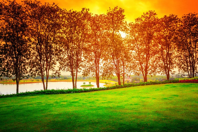 Row of Black Trees on Sunset Stock Photo - Image of meadow, black: 40792470