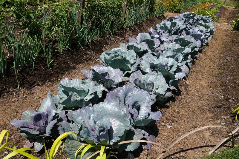 A Row of Blue Cabbage on a Summer Vegetable Garden Stock Photo - Image ...
