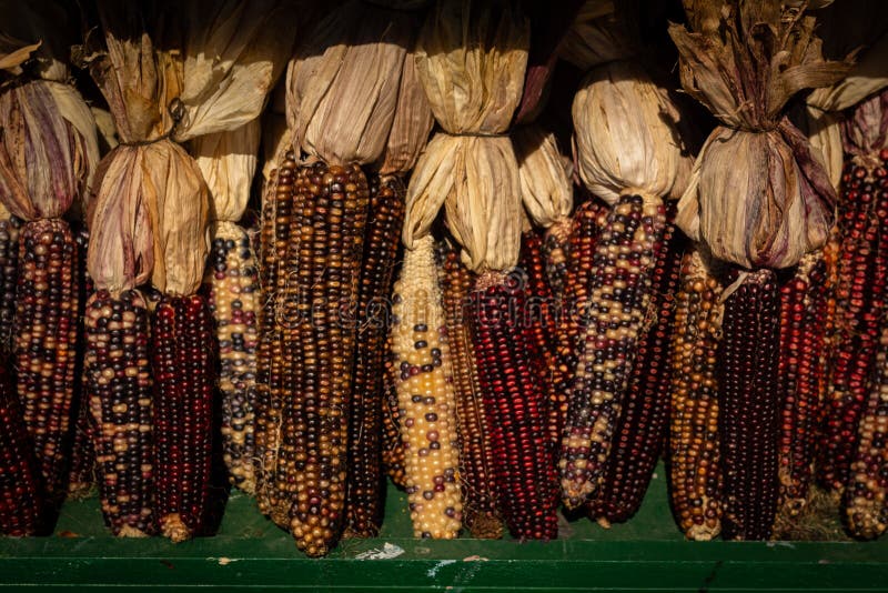 Farmer Flint Corn Stock Photos - Free & Royalty-Free Stock Photos from ...