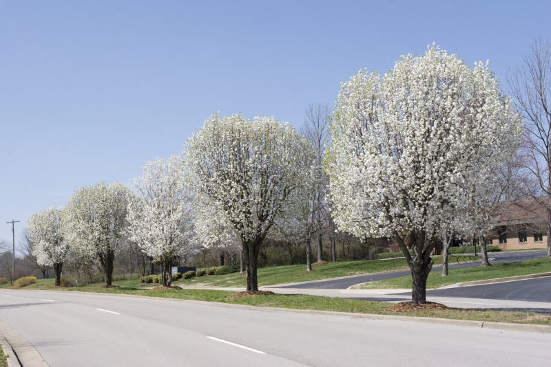 Row Of Bradford Pear Trees In Spring - Free Photo from StockFreeImages