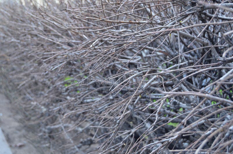 A Row of Branches without Leaves. Stock Photo - Image of close, grey ...