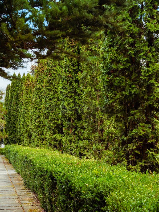 A Row of Bushes and Thuja Trees Along the Concrete Slab Walkway Stock ...