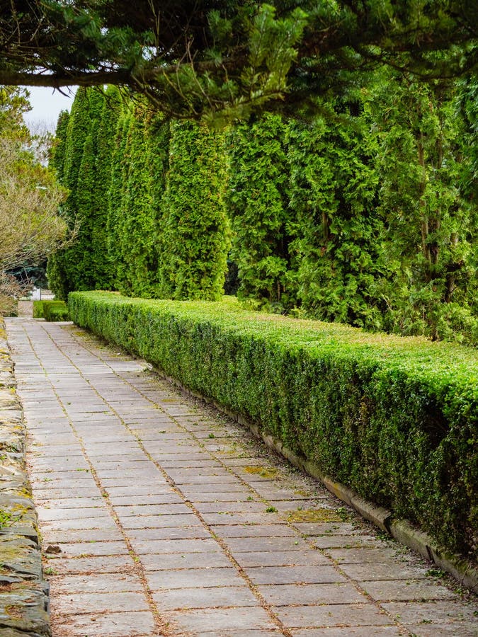 A Row of Bushes and Thuja Trees and Bushes Along the Concrete Slabs ...