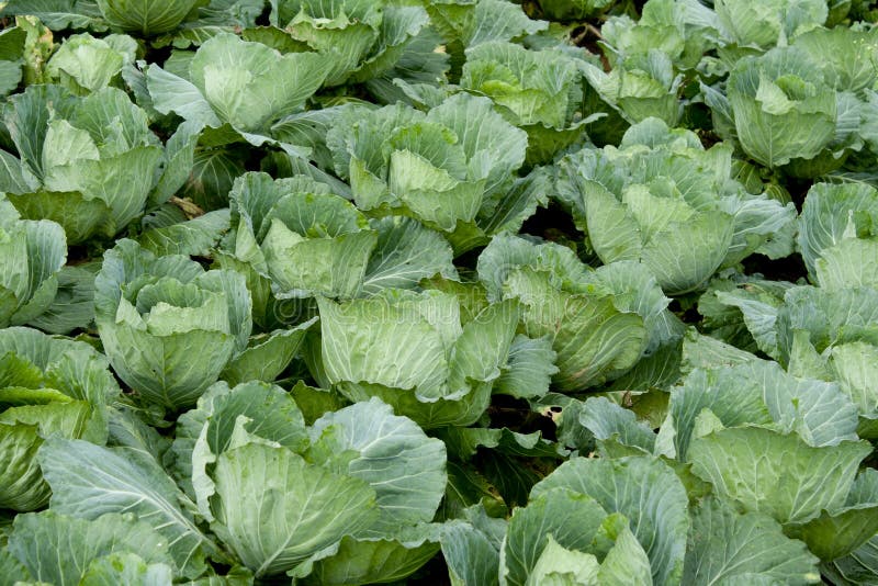 Row of cabbage stock image. Image of macro, meadow, food - 22438725