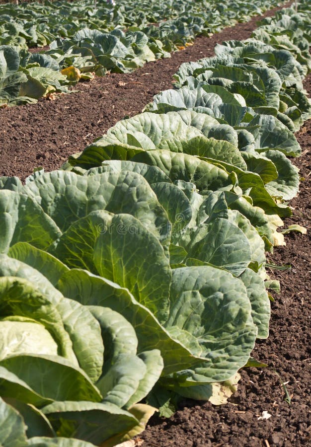 Row of Cabbage stock image. Image of lettuce, outdoors - 32409189