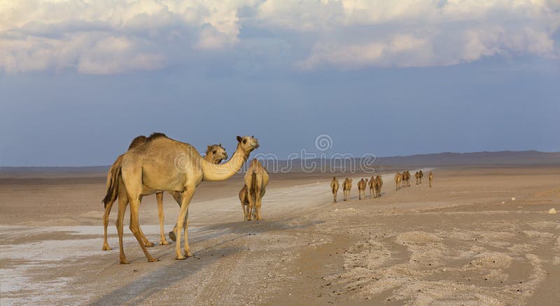 Row of Camels Walking on a Road at Sunset in the Desert Stock Image ...