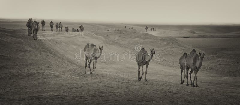 Row of Camels Walking a Road at Sunset in the Desert Artistic Co Stock ...