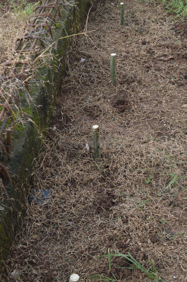 Row of Cassava Stalks Planted in the Garden Stock Photo - Image of ...