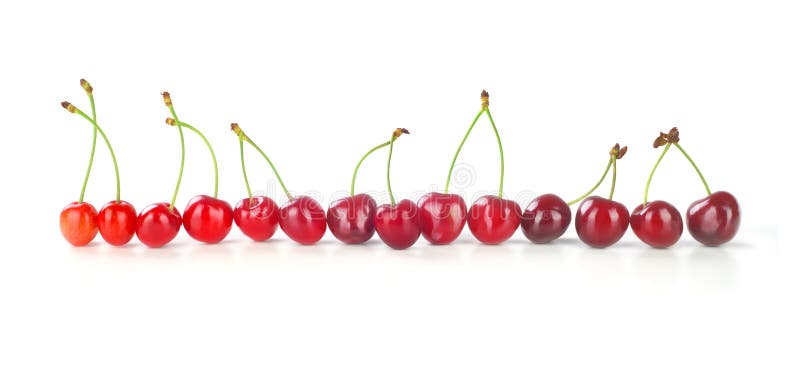 Row of cherries stock photo. Image of delicious, ripe - 95425992