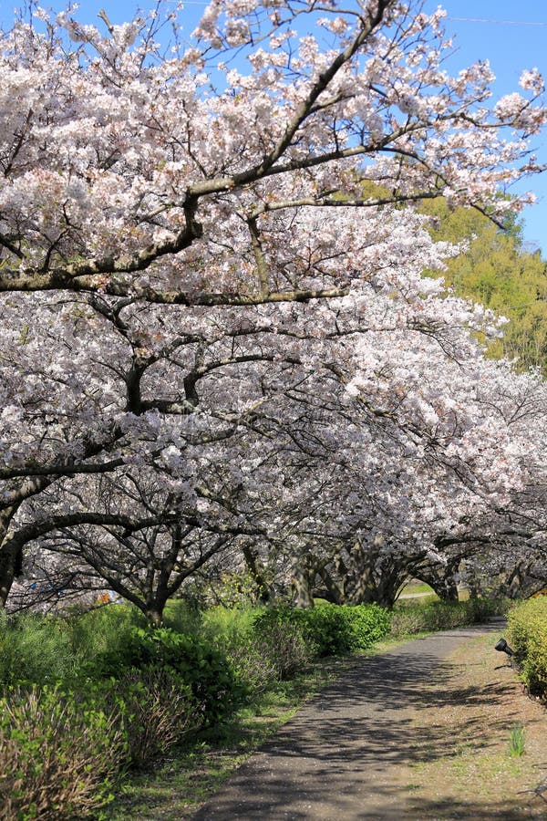 Row of Cherry Blossom Trees Along Naka River Stock Image - Image of ...
