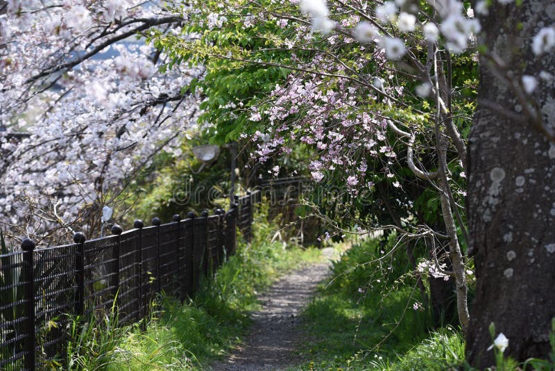 A Row of Cherry Blossom Trees Stock Photo - Image of pink, scenery ...