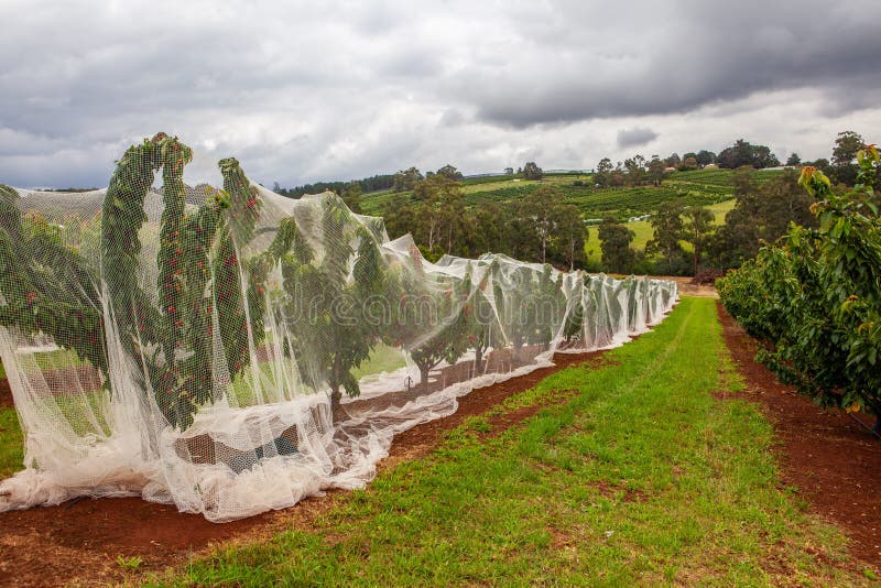 Row of Cherry Trees Covered with Netting. Stock Photo - Image of ...
