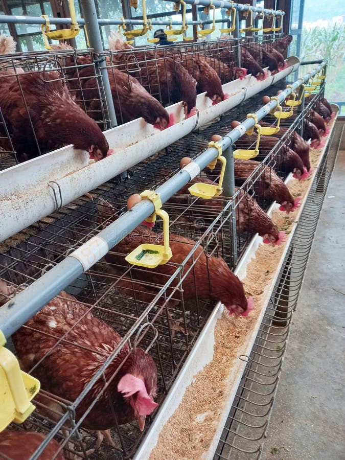 A Row of Chicken Feeding on the Farm Stock Image - Image of feeding ...