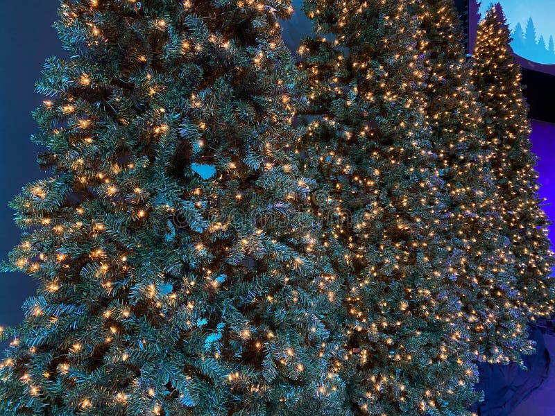 Row of Christmas Trees Onstage Stock Image - Image of christmas, bright ...