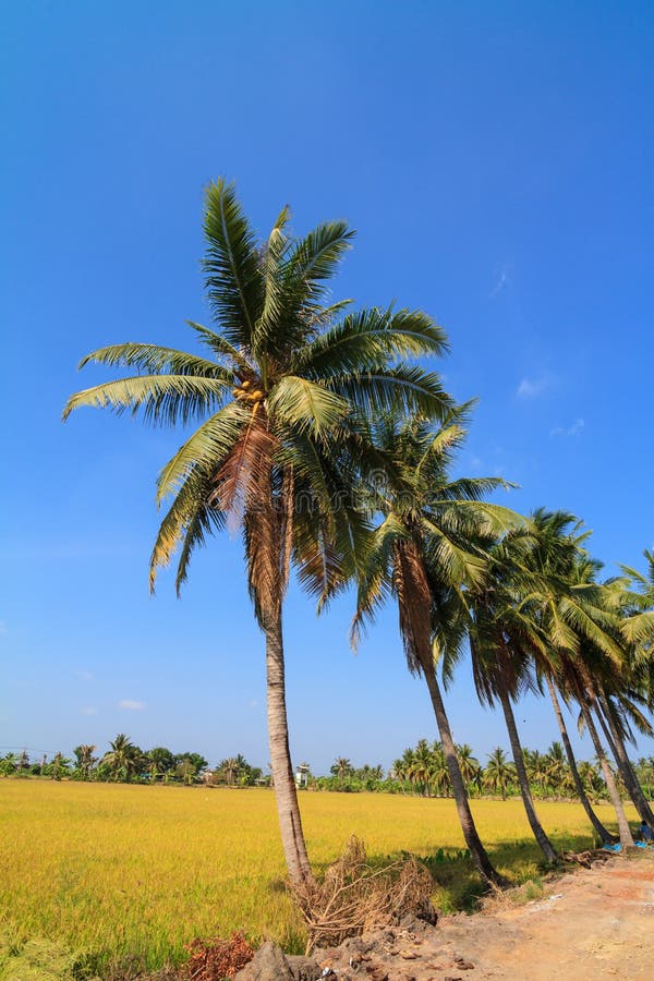 1,375 Coconut Row Tree Stock Photos - Free & Royalty-Free Stock Photos ...