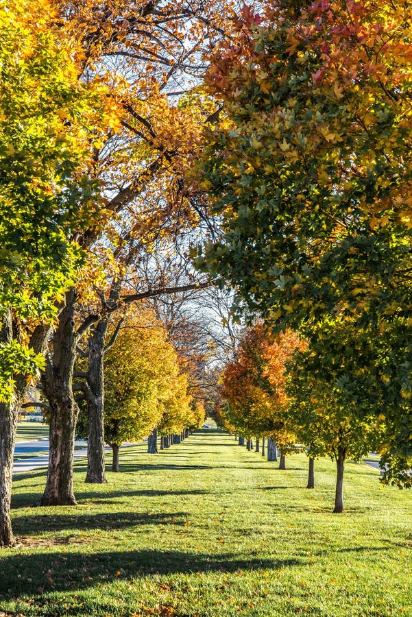 Row of Colored Fall Trees in Autumn Stock Photo - Image of environment ...
