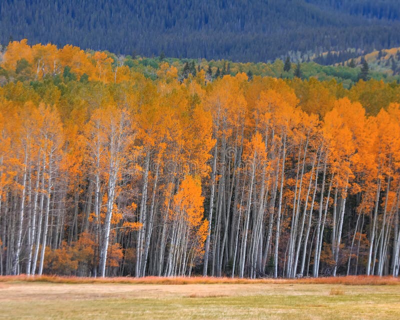 Colorful Aspen trees stock photo. Image of landscape - 61178850