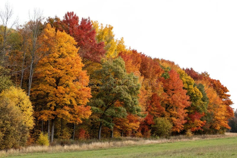 Mixed Forest in Autumn with Colorful Trees Stock Illustration ...