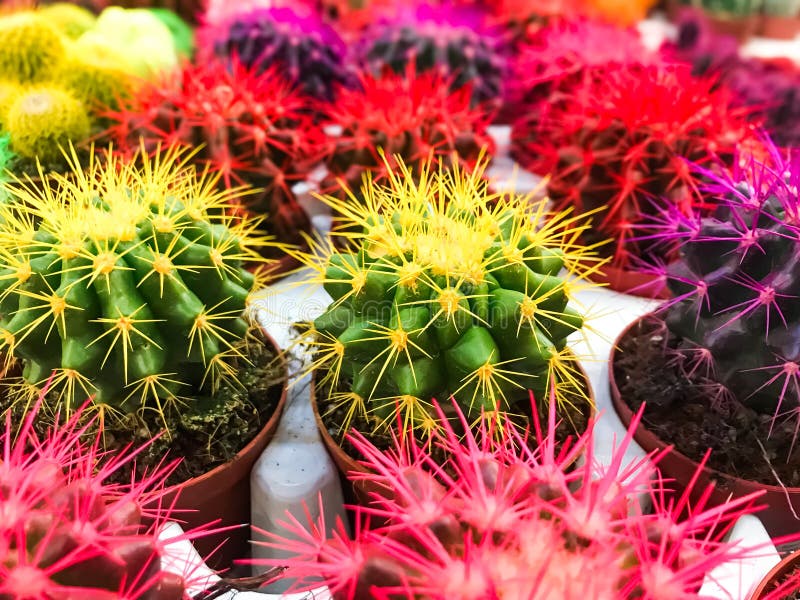 Row Colorful Cacti Various Sizes Colors Stock Photos - Free & Royalty ...