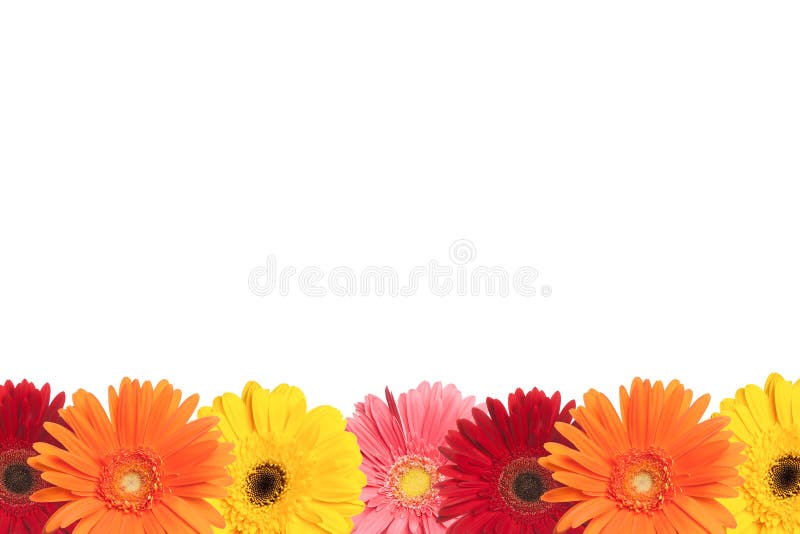Colorful Daisy Border stock photo. Image of orange, border - 30067896