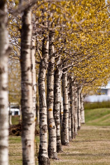 Row of Colorful Spring Trees Stock Image - Image of lining, leafy: 14298047