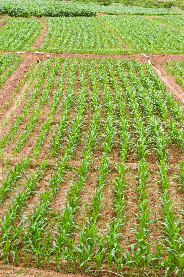 Row of corn stock photo. Image of nature, young, grass - 23914522