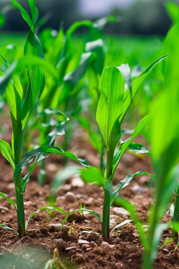 Corn Fields Sprouts in Rows in California Agriculture Stock Image ...