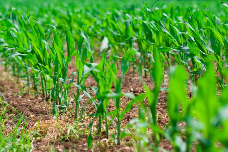 Row of corn stock image. Image of field, dirt, grow, grass - 6548487