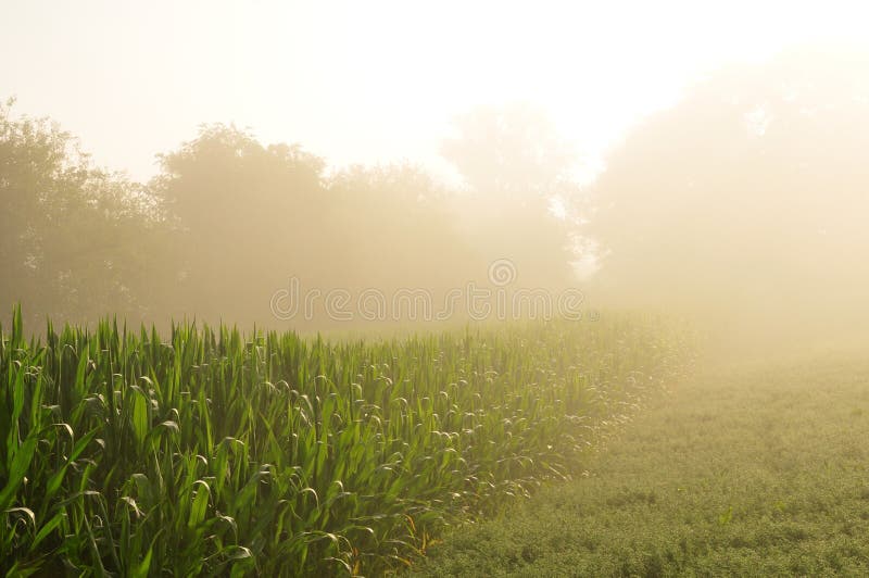 Row of corn in the mist stock image. Image of farming - 11088567