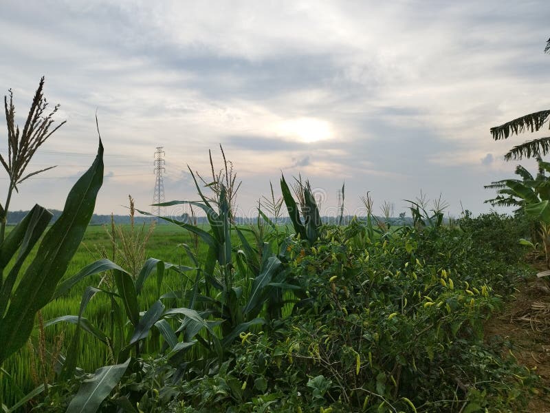 A Row of Corn Plants Bridging the Road and the Paddy Field with a ...