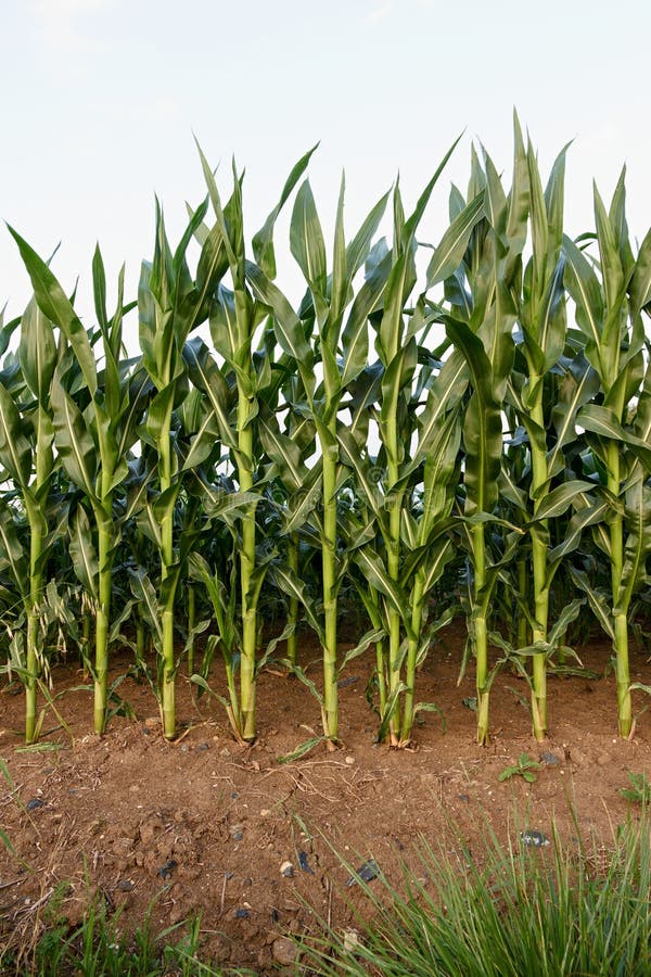 Row of corn stock photo. Image of beautiful, natural - 191368650