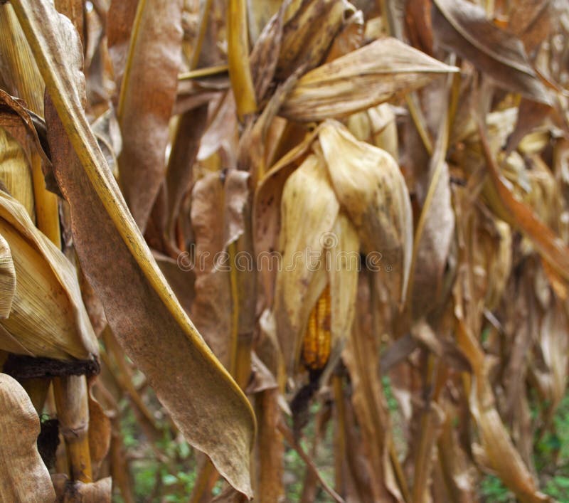 Row of corn stock image. Image of farm, leaf, grass - 101238289