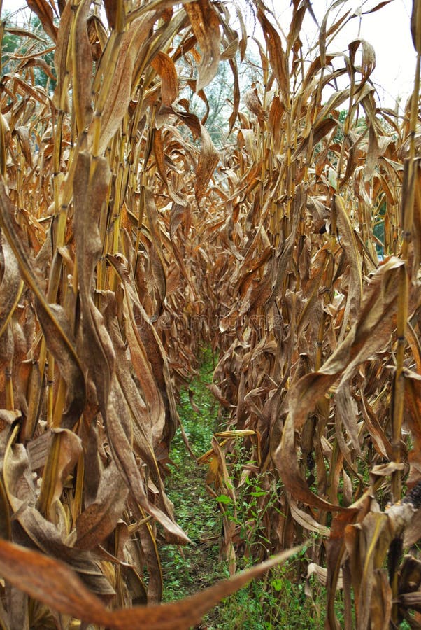 Row of corn stock image. Image of crop, agriculture - 101238523