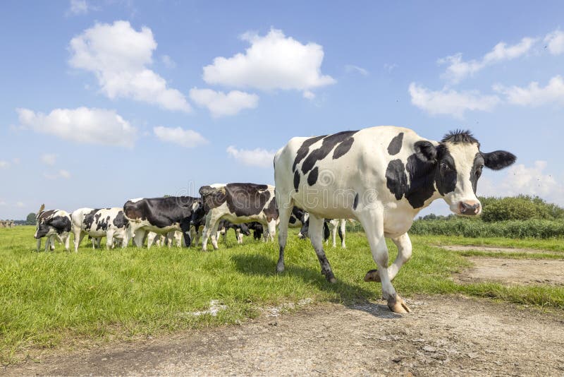 Row Cows Approaching, Walking on a Path in a Pasture Under a Blue Sky ...