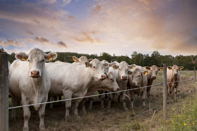 Row of cows stock image. Image of country, farmland, farming - 56133643