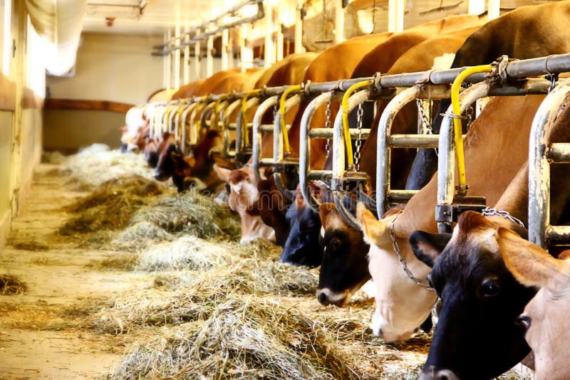 Row of cows eating stock image. Image of chained, straw - 125035475